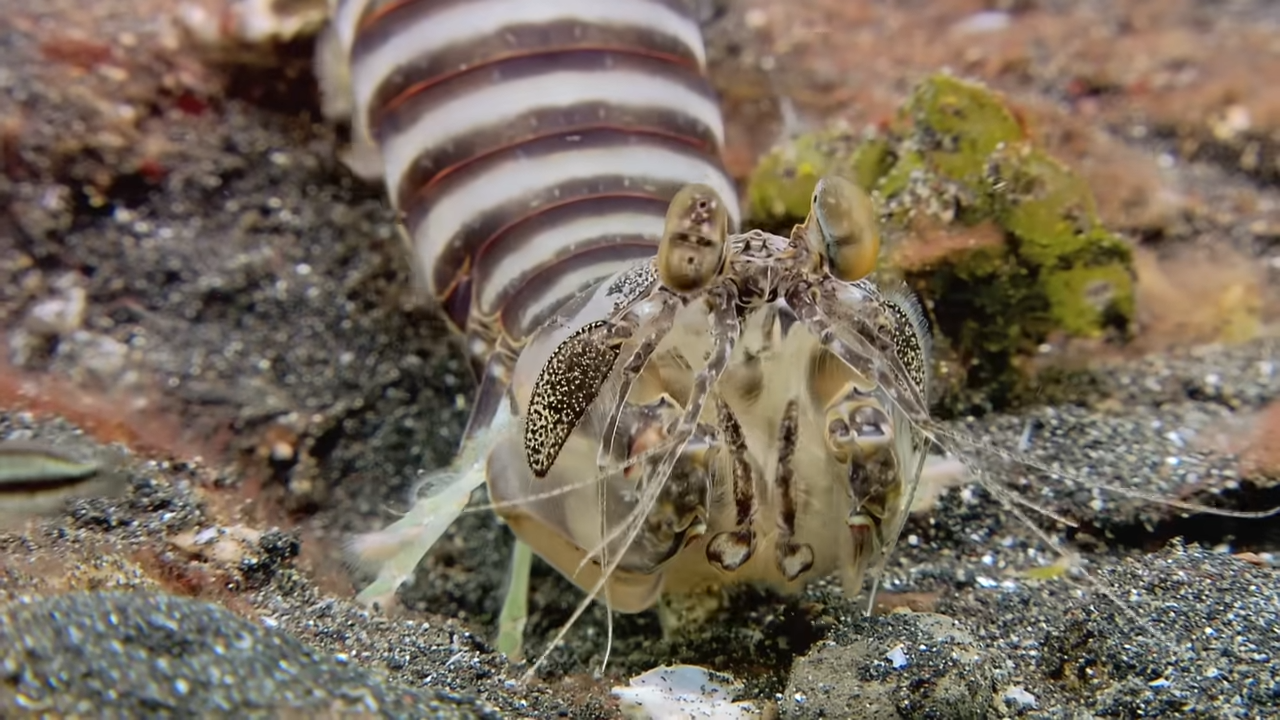 Watch what happens when this shrimp attacks – it breaks shells like nothing