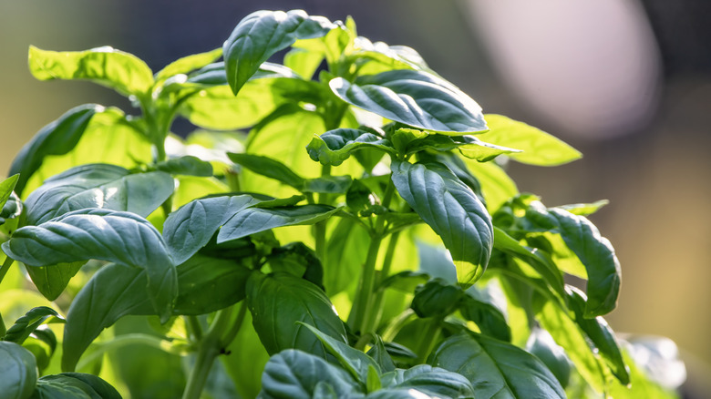 These companion herbs can protect potato plants from pests, says our ...