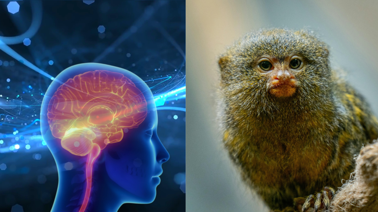 Chinese scientists find a human speech circuit in monkey brains and it ...