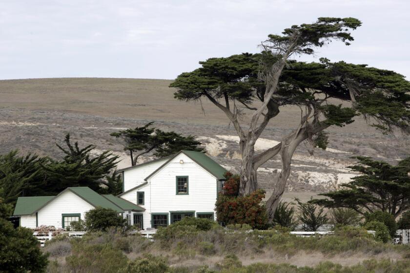 Santa Rosa Island fire burns through rare Torrey pine grove but there's ...
