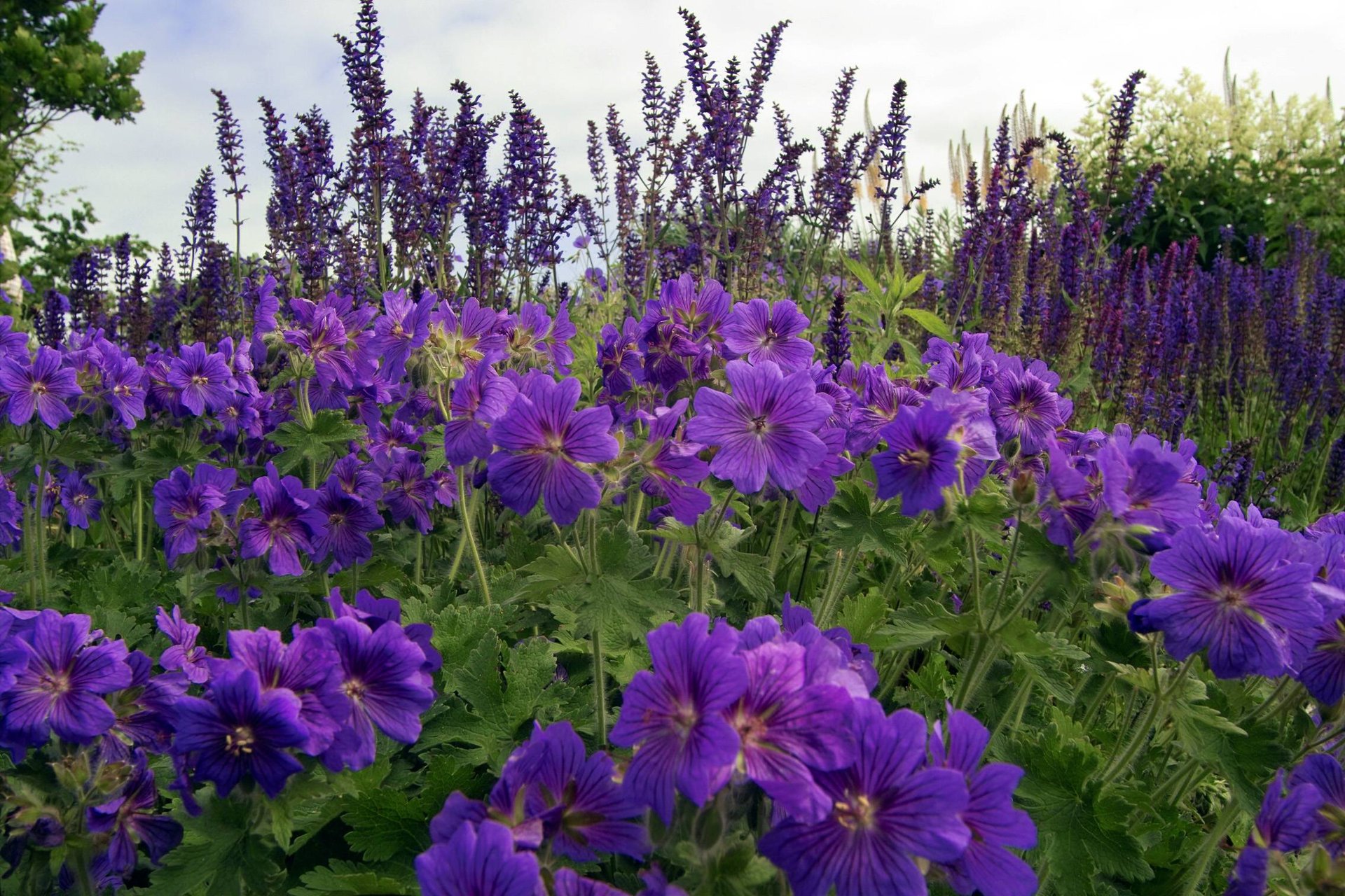 Diese pflegeleichte Staude blüht monatelang – perfekt für Garten-Einsteiger