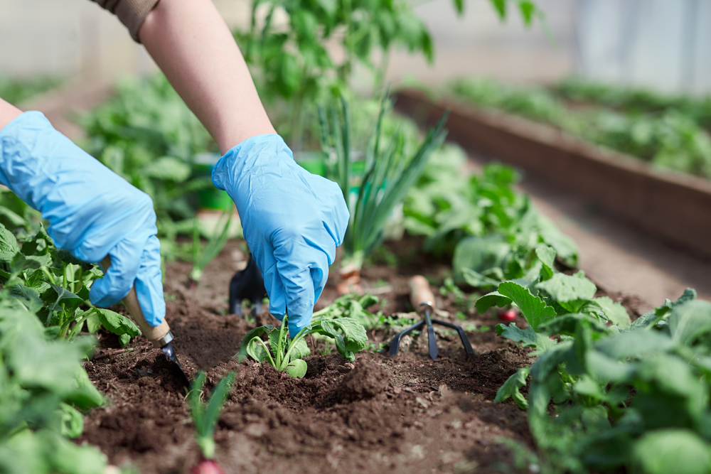 Do not plant these in summer - they'll be dead by July