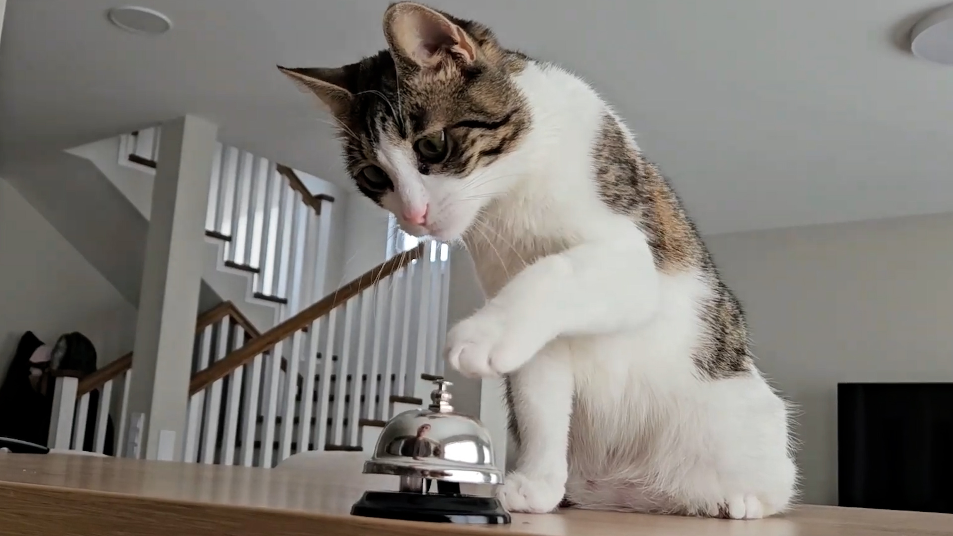 Cat enters investigation mode over tiny bell