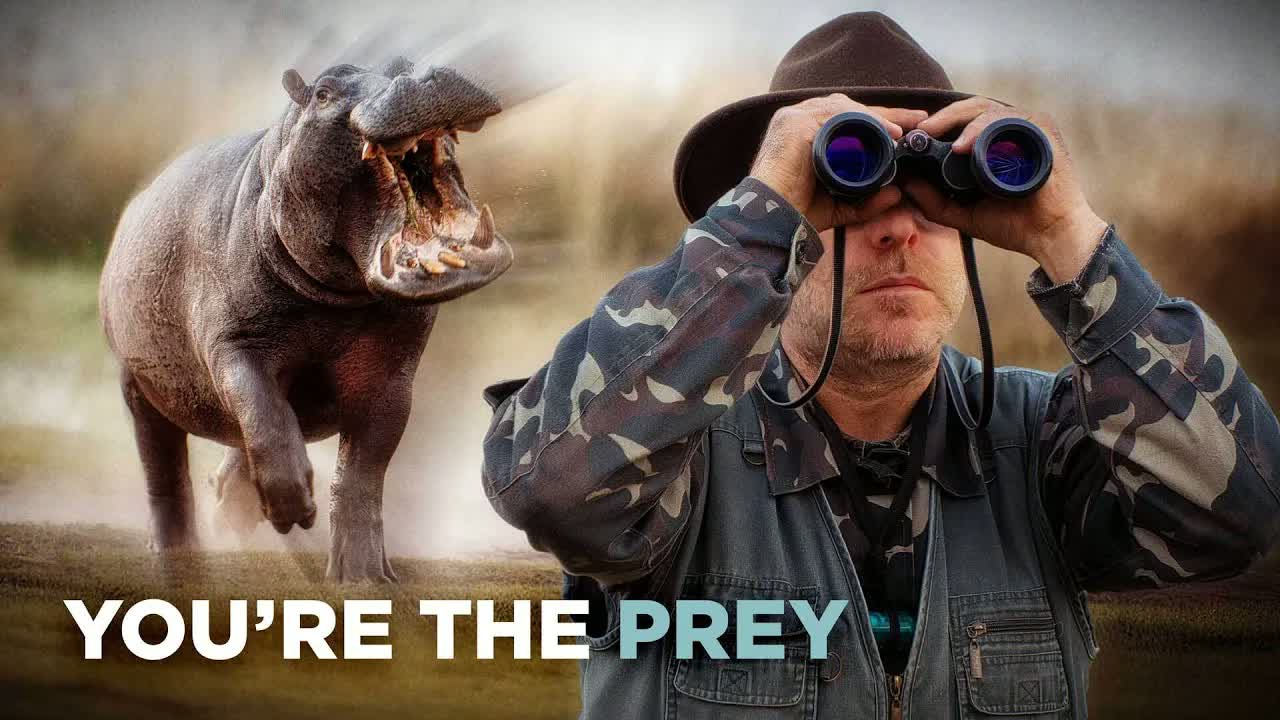 Hunters walk in like kings – then the animals start collecting bodies