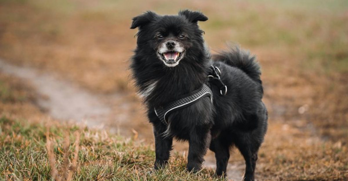 11 overlooked dogs people fall in love with once they stop following ...