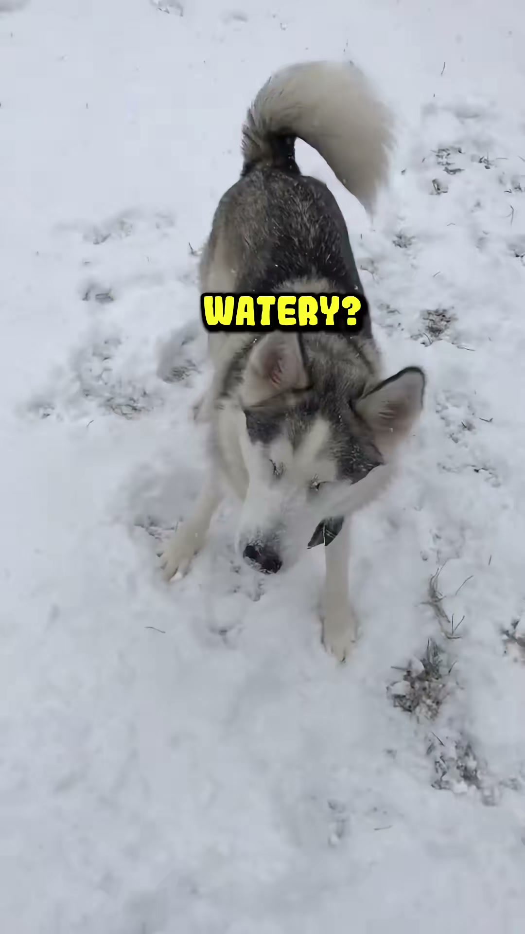 This blind dog experienced snow for the first time