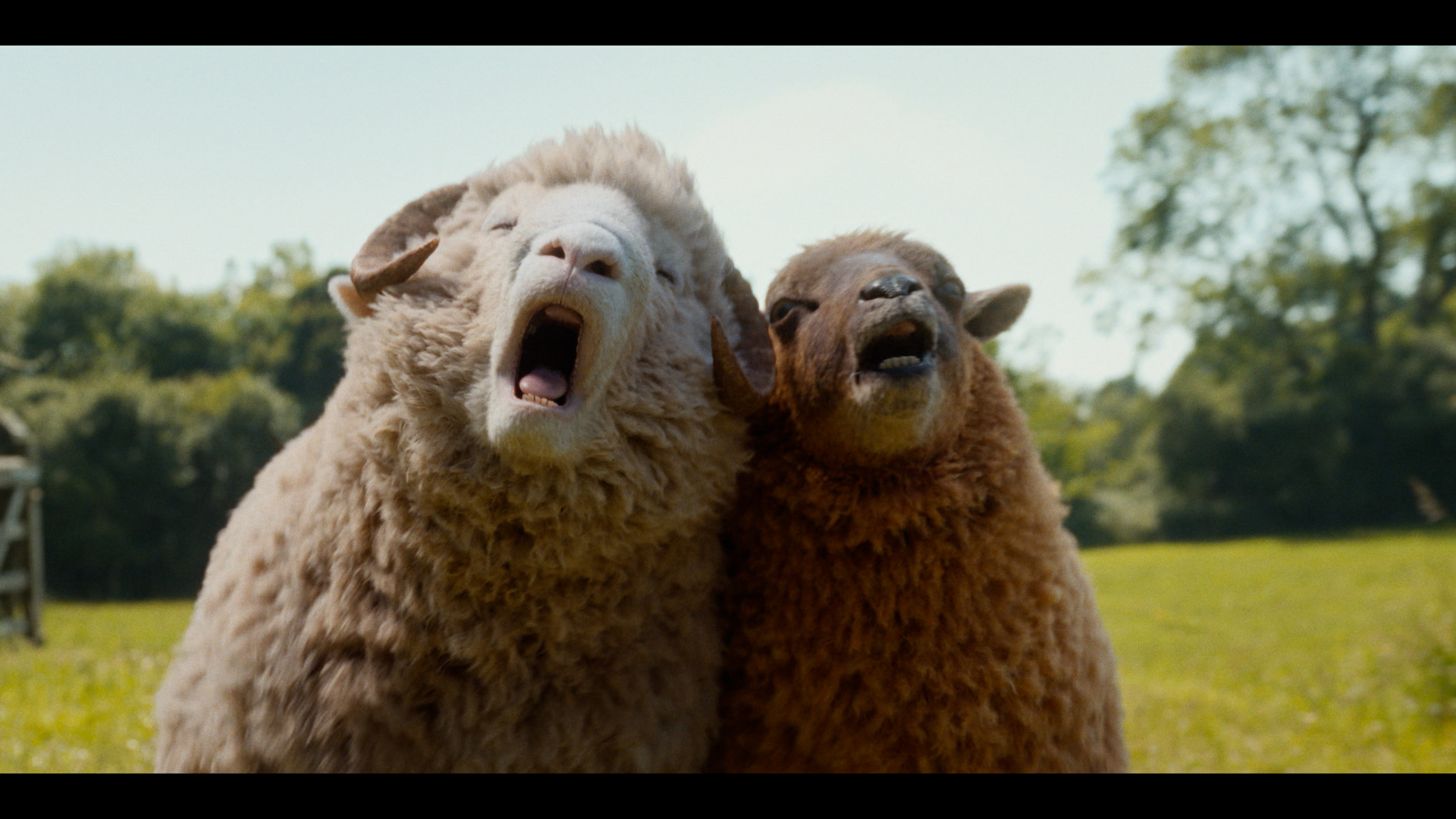 Murder, mystery & mayhem: Why 'The Sheep Detectives' is the feel good ...