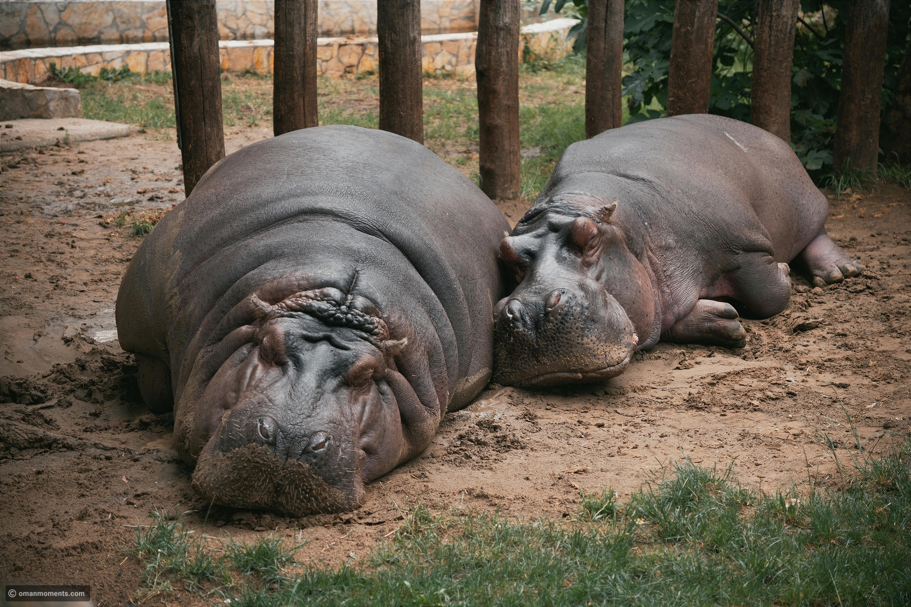 8 powerful animals that can beat a crocodile in nature