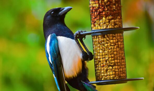 Magpies will stop bullying birds from feeders if you place everyday ...