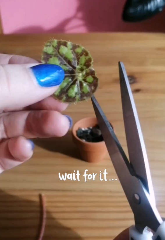 Begonia leaf propagation experiment: Planting from leaf cuttings