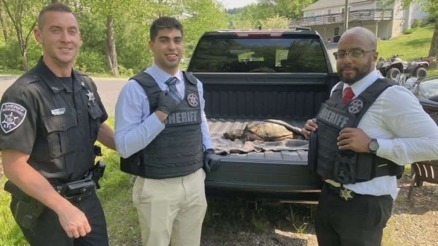 Snapping turtle hit on Rensselaer Co. road passes away