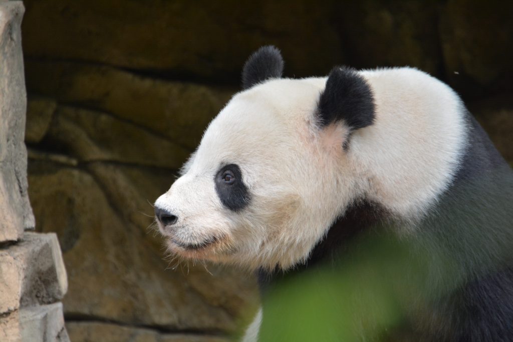 Best wildlife parks to learn about endangered species