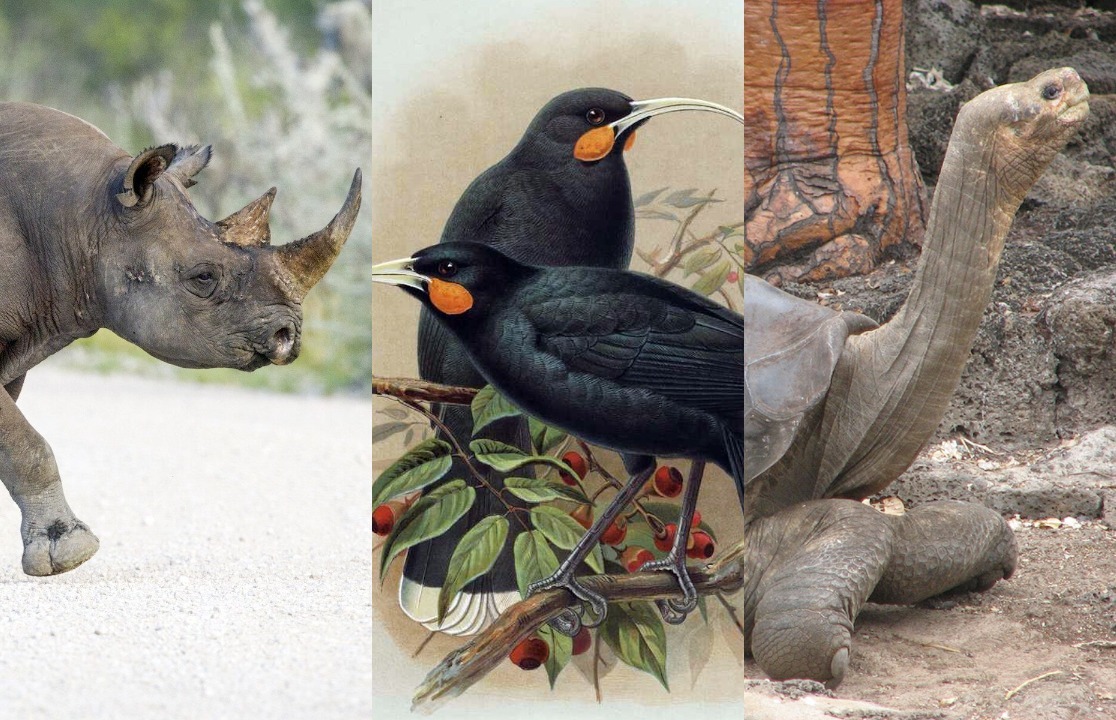 These animals are now extinct