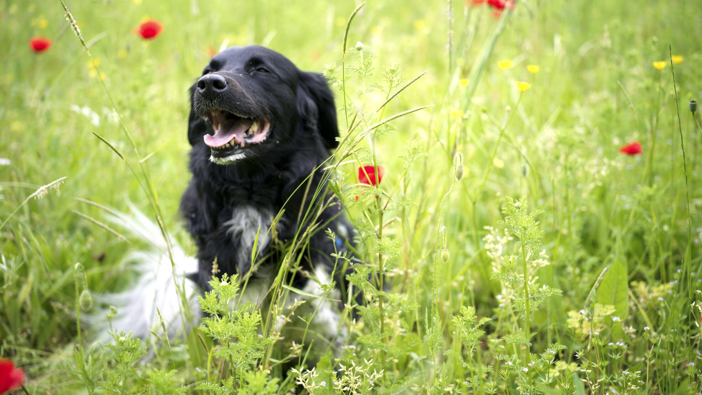 Ist es normal, wenn Hunde Gras fressen? Das steckt hinter dem Verhalten