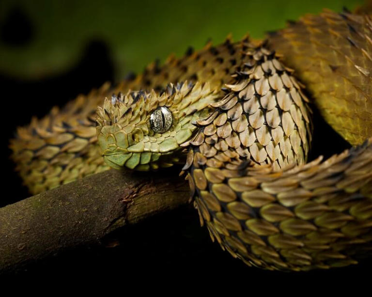 Eerie spiny bush viper photographed in Uganda looks almost unreal