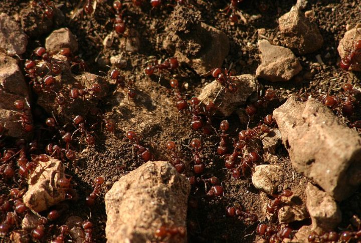20 states facing growing concern over toxic ant sightings