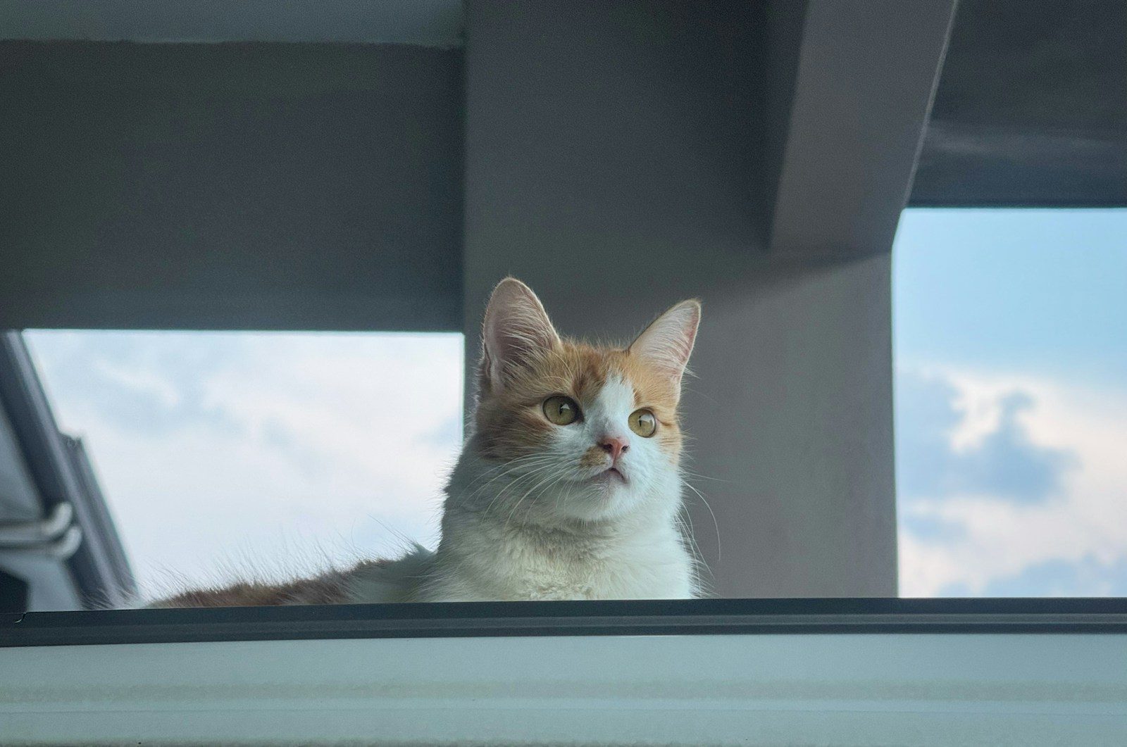Your cat might have a secret second family next door