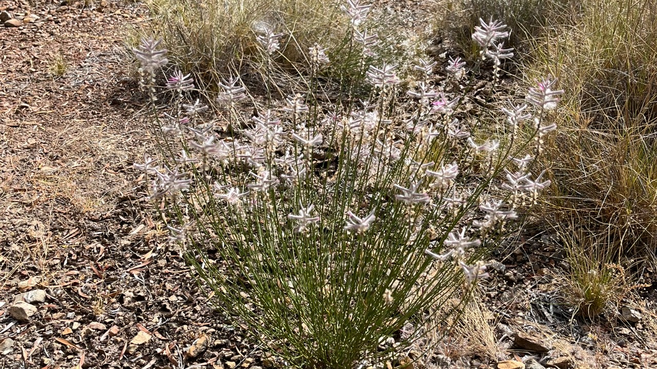 A plant written off as extinct for decades just reappeared in the ...