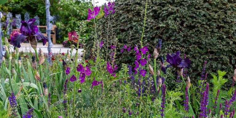 7 biggest garden trends from RHS Chelsea Flower Show 2026, from ...