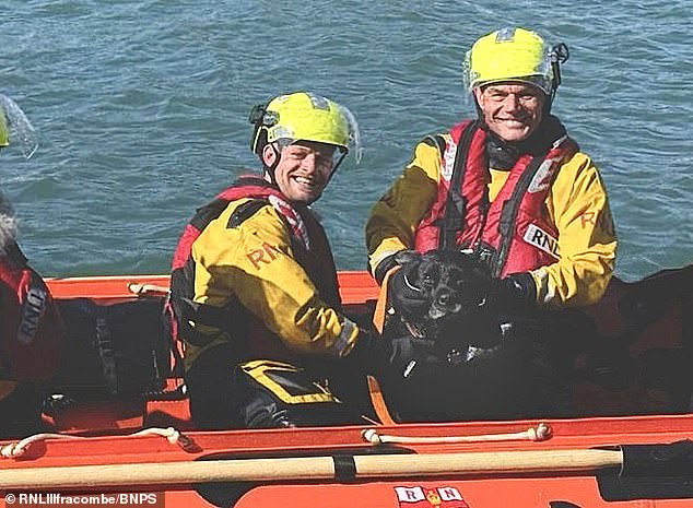 Moment stranded pet Labrador is rescued after plunging 60ft off a cliff ...