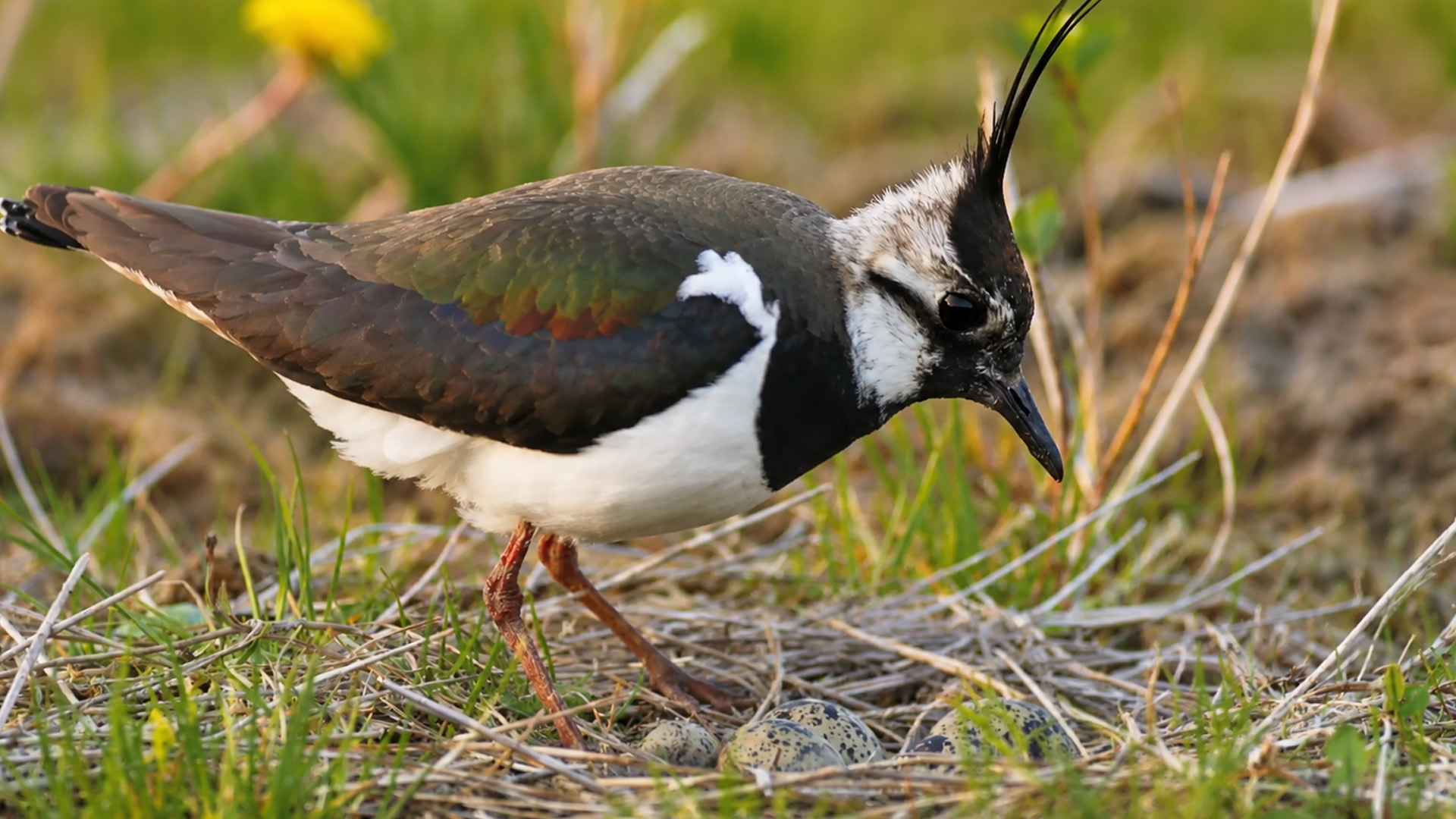 Une caméra cachée montre un oiseau protégeant avec soin ses futurs petits