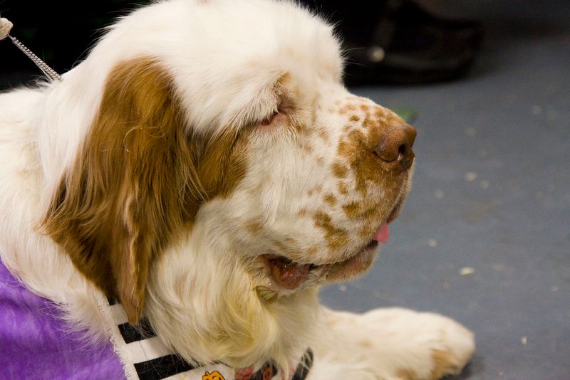 11 overlooked dogs people fall in love with once they stop following ...