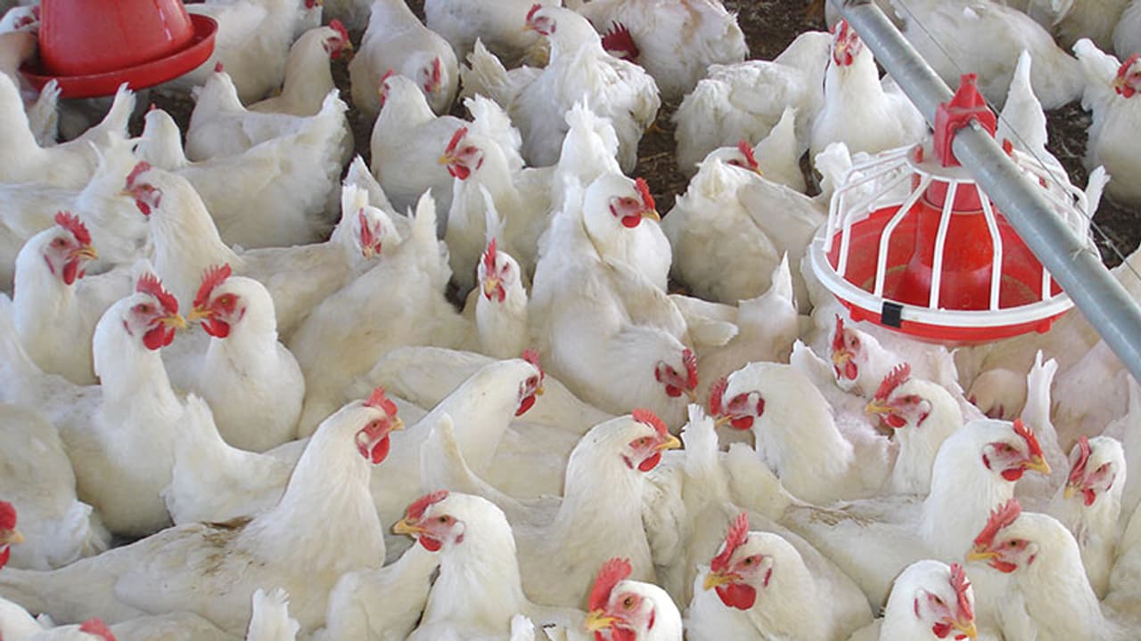 Broiler chicken: బ్రాయిలర్ కోళ్లు అంత ఫాస్ట్ గా ఎలా పెరుగుతాయి?