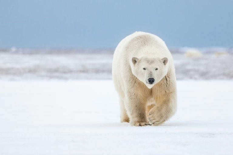 Dead polar bear tests positive for bird flu in first case of its kind ...