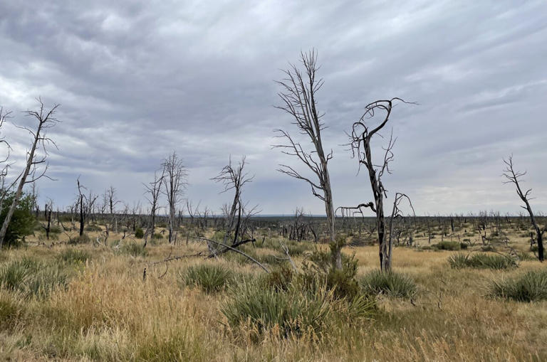 Carbon markets underestimate the risks US forests face from climate ...