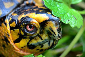 Indiana man found dancing by road with rare turtle and meth arrested
