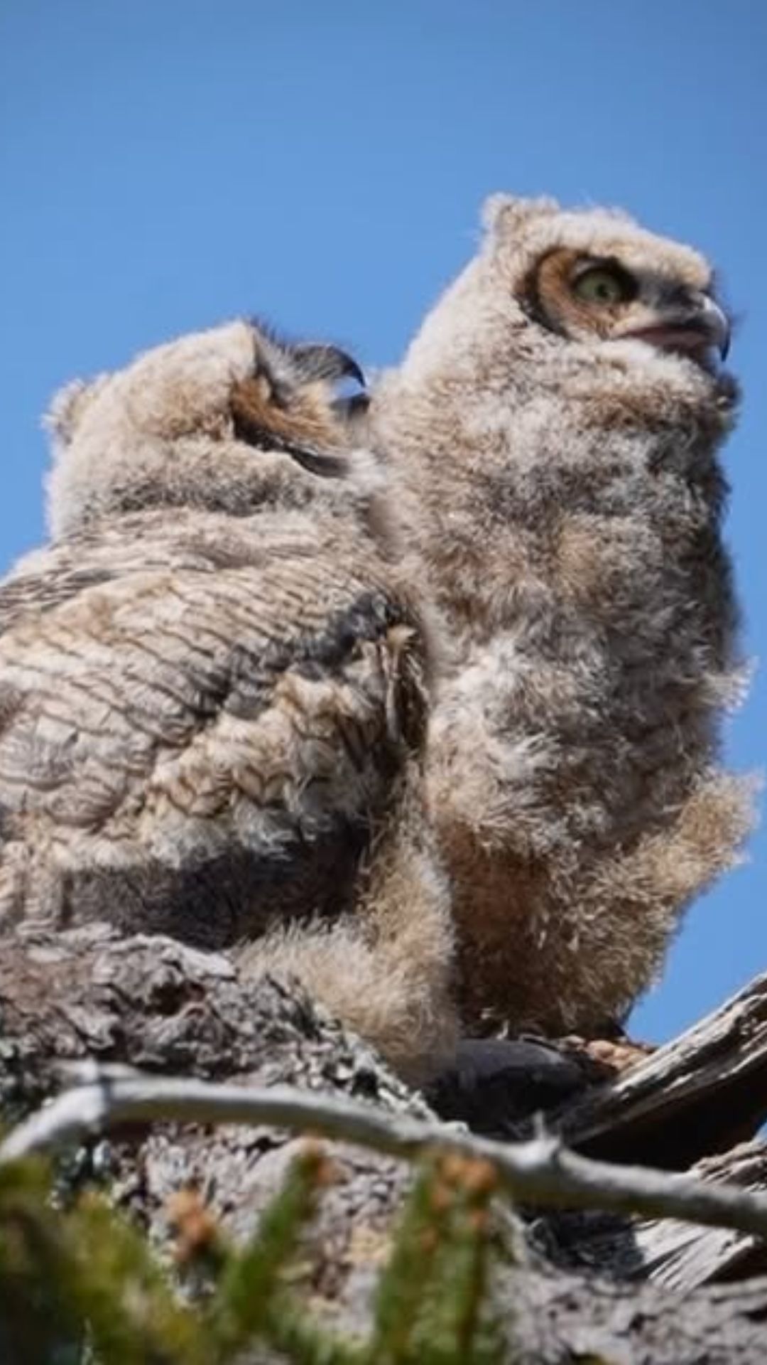 The fascinating way owls cool down without sweating