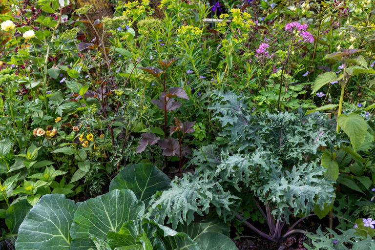 7 biggest garden trends from RHS Chelsea Flower Show 2026, from ...