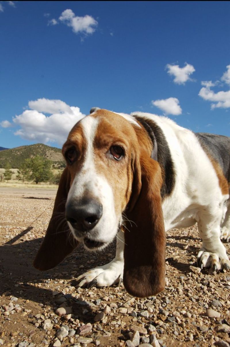 12 dog breeds vets constantly see struggling with painful ear infections