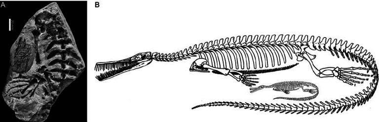 Scientists found the oldest reptile embryos ever recorded hidden inside ...