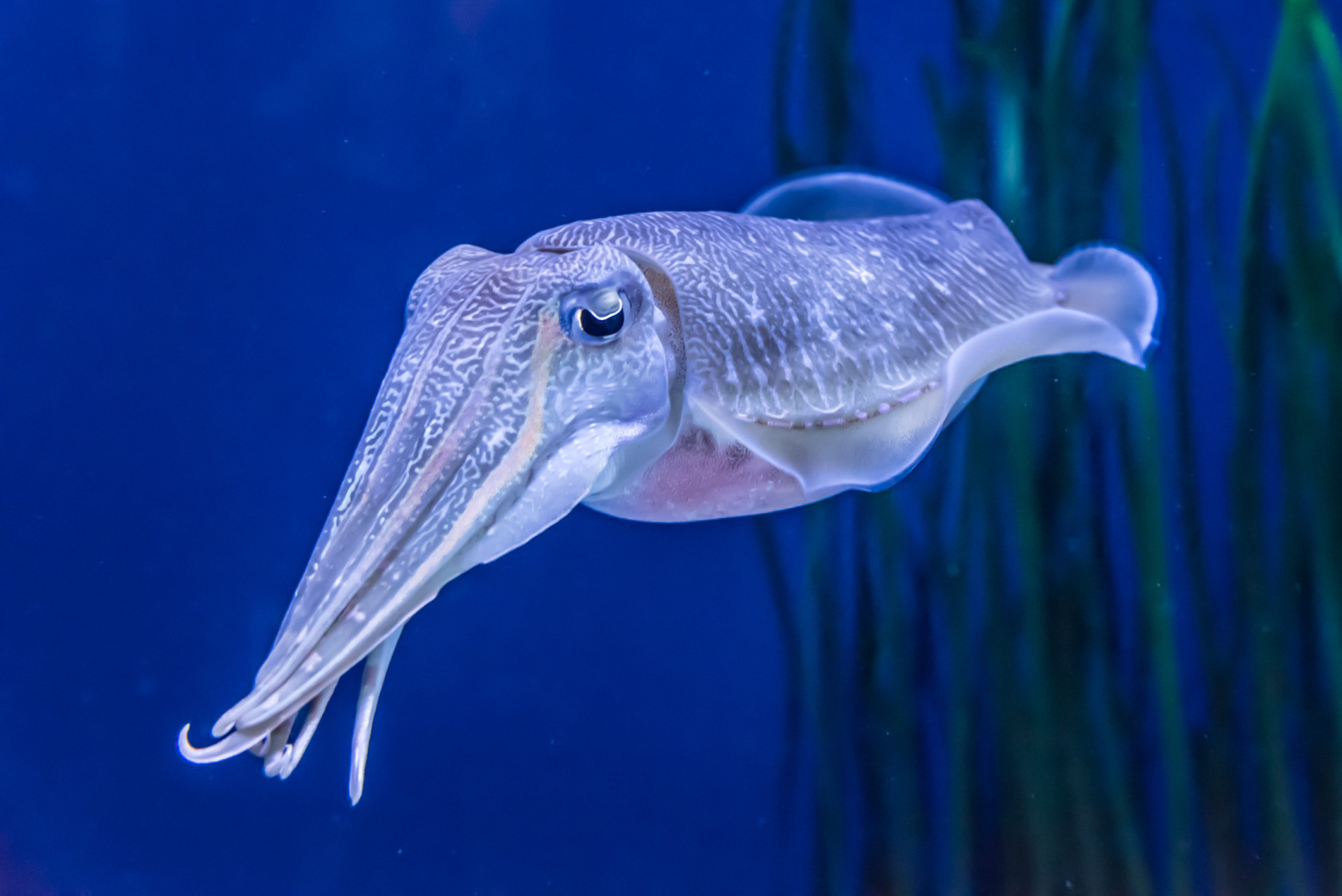 The 30 smartest animals on planet Earth