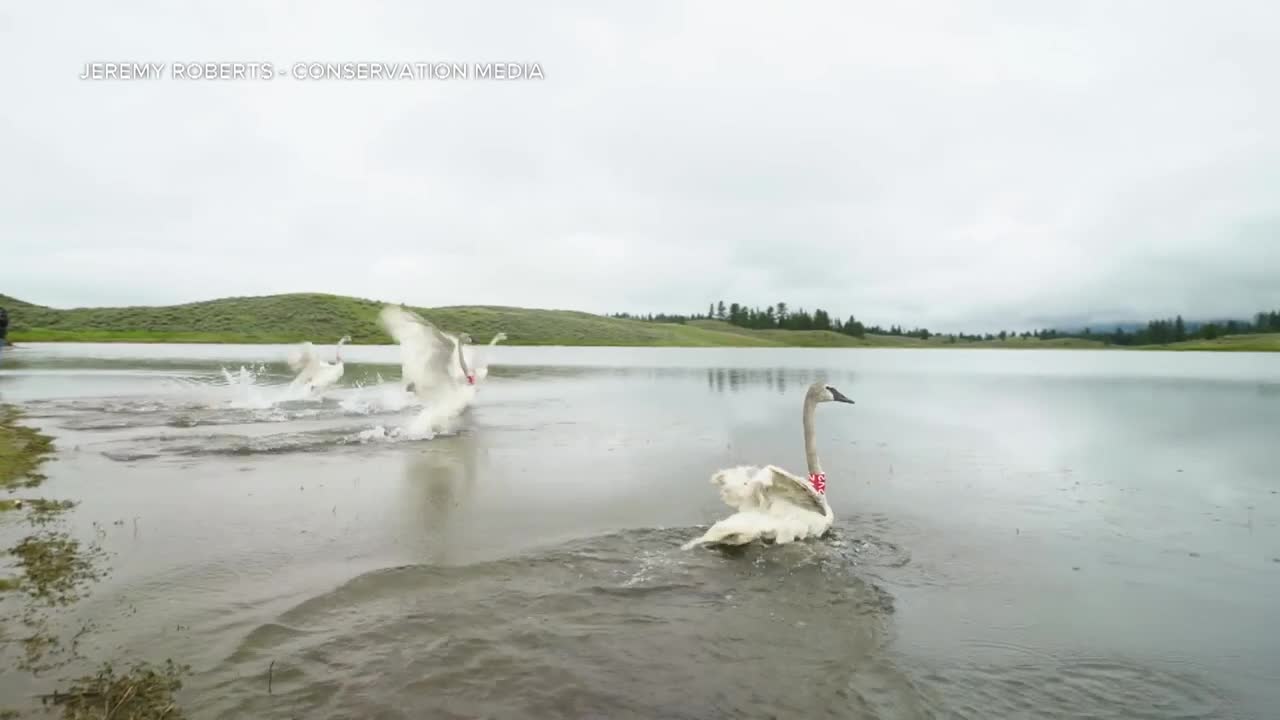 Trumpeter swans return to Montana's Blackfoot Valley after 200 years