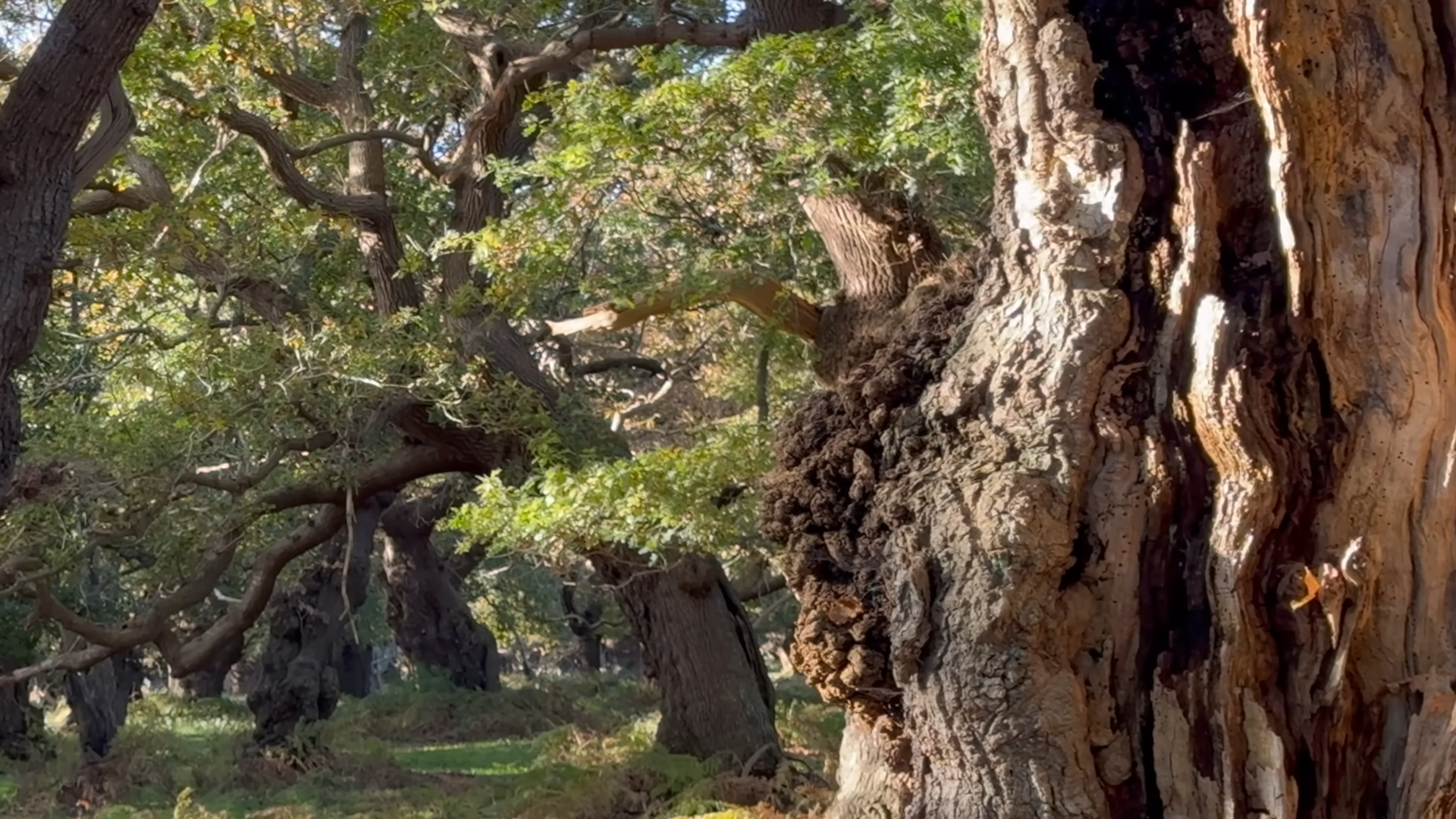 Watch why over 4,000 giant oaks still stand in this forest