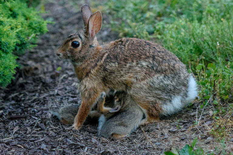 Before you rescue baby bunnies, here’s what wildlife experts want you ...