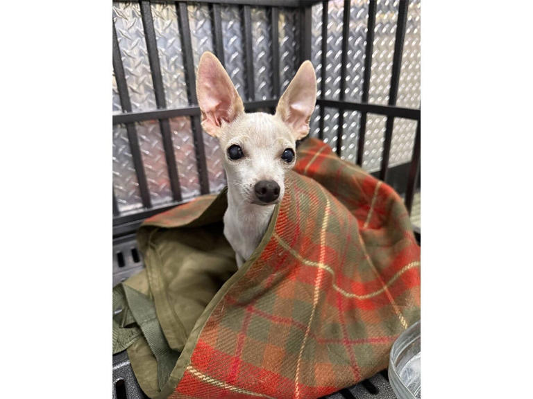 Dog found wandering in Westfield neighborhood