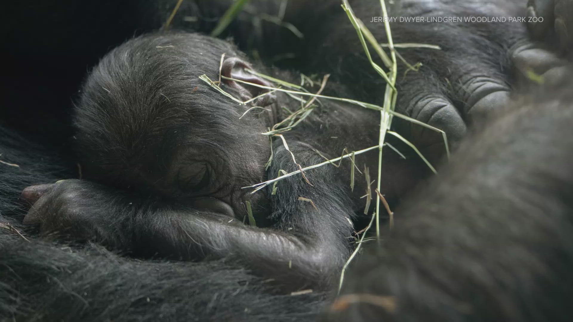 Baby gorilla born at Woodland Park Zoo