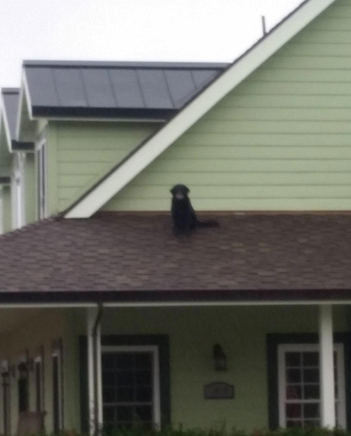 People share 65 hilarious habits their pets have and they’re too good