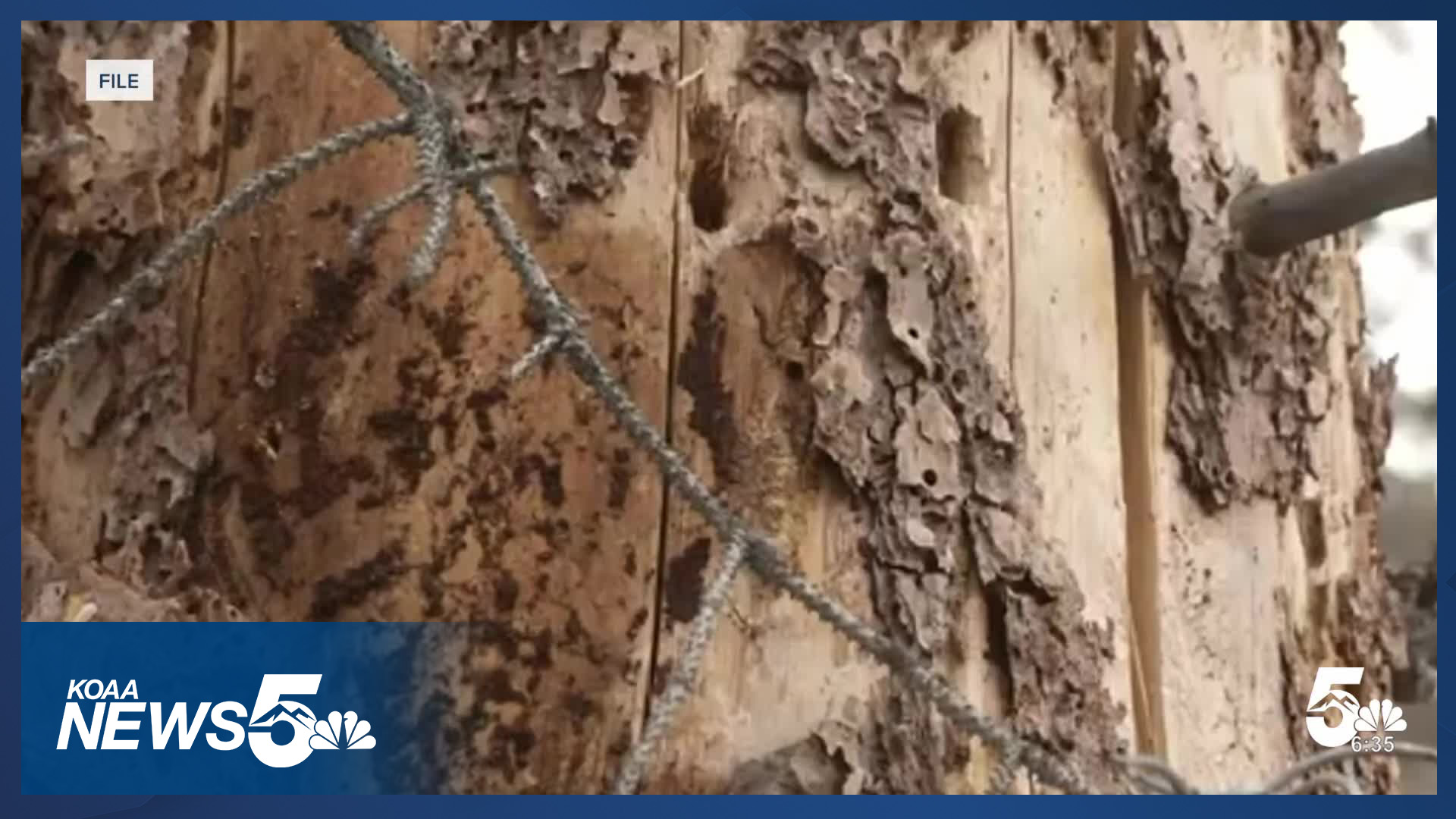 Why our warm winter is bad news for pine trees