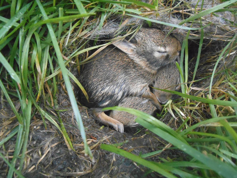 Before you rescue baby bunnies, here’s what wildlife experts want you ...