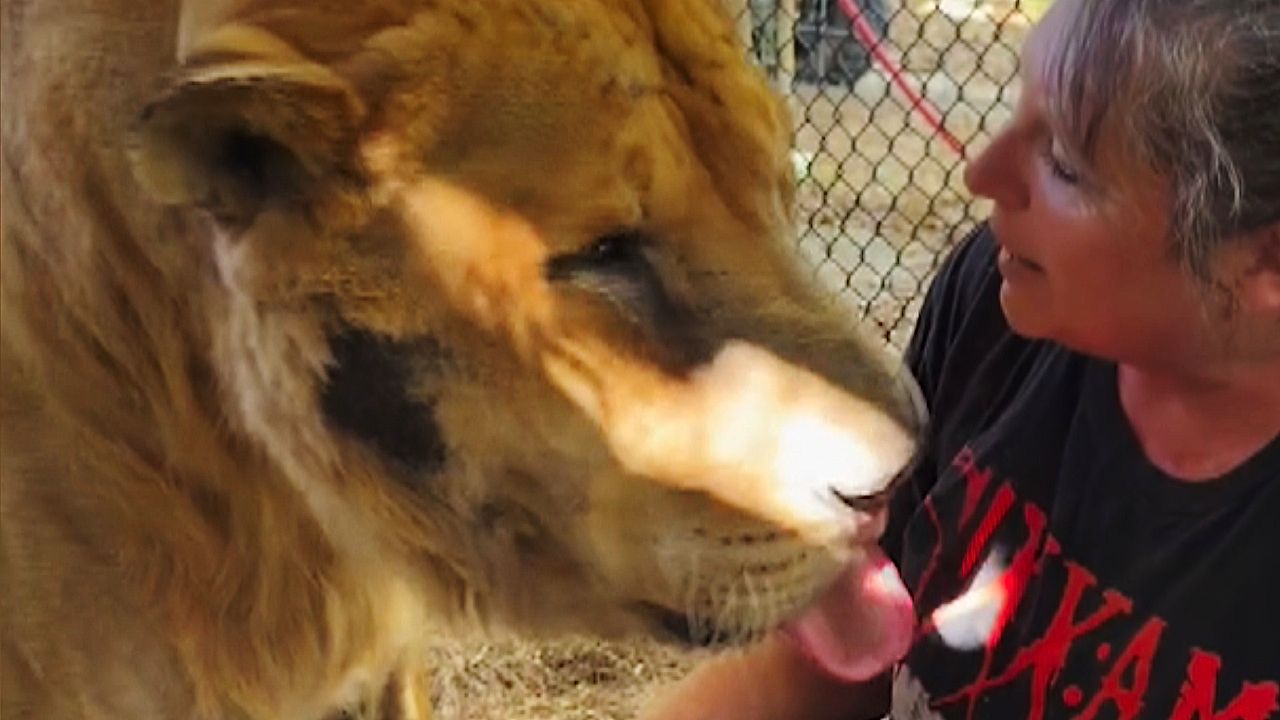 Rare hybrid feline nuzzles woman in Florida