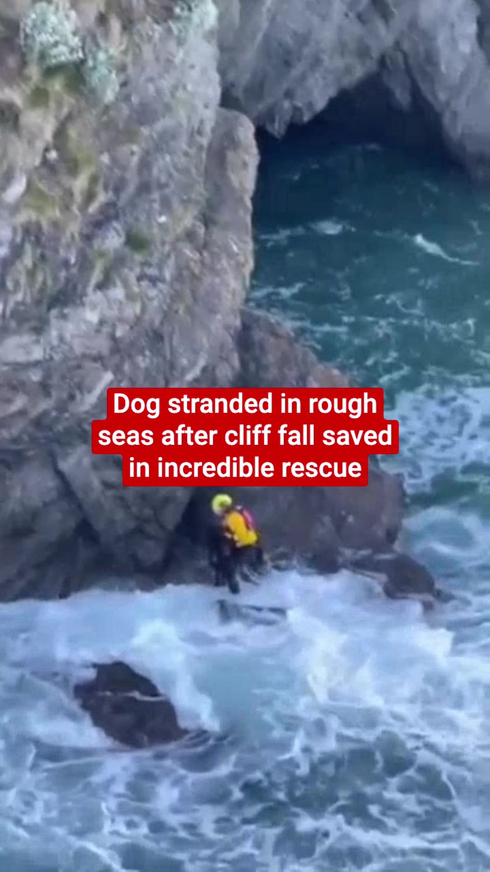 Dog stranded in rough seas after cliff fall saved in incredible rescue