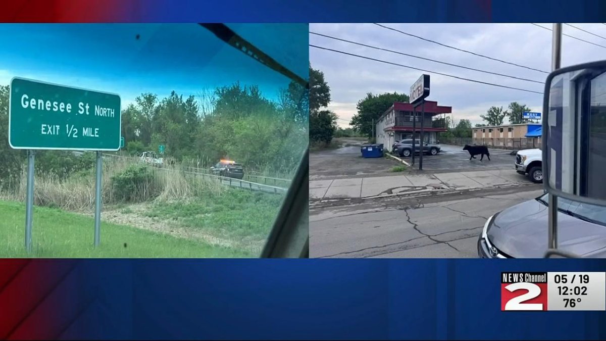 Watch: Escaped cow captured near New York motel