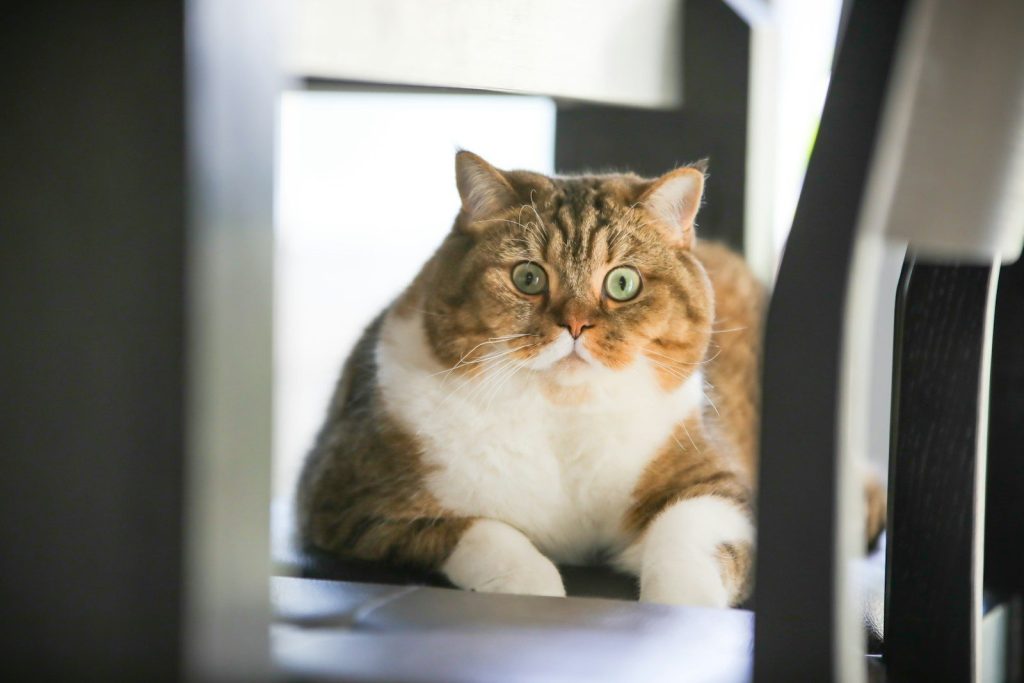 Your cat might have a secret second family next door