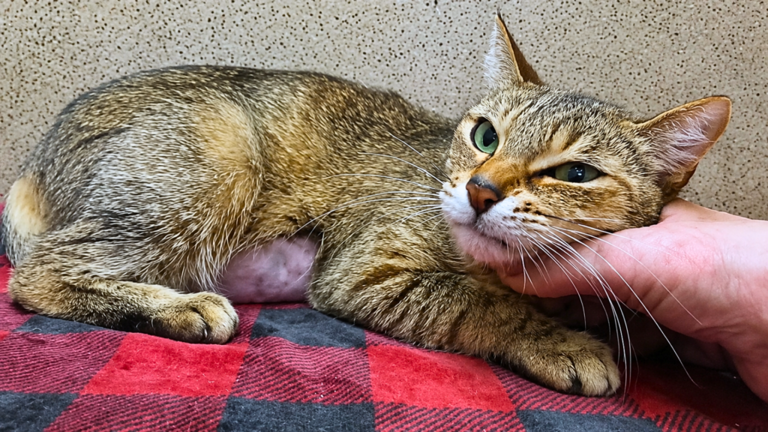 Woman’s nightly visits with stray cat go viral after she explains why ...