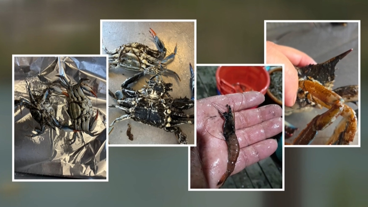 'Hardly nothing': Louisiana shrimpers blame LOOP oil spill for rough ...