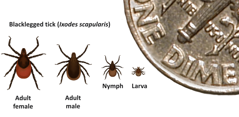 Lyme disease warning as map shows tick bite surge across US
